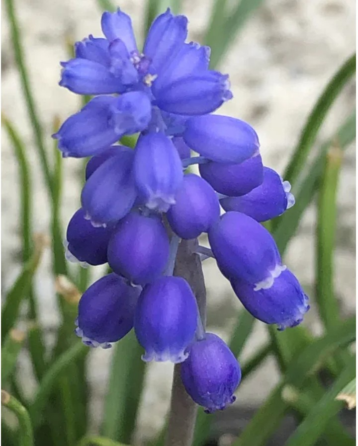 Disqus Profile - rolypolyolywhatdaqque