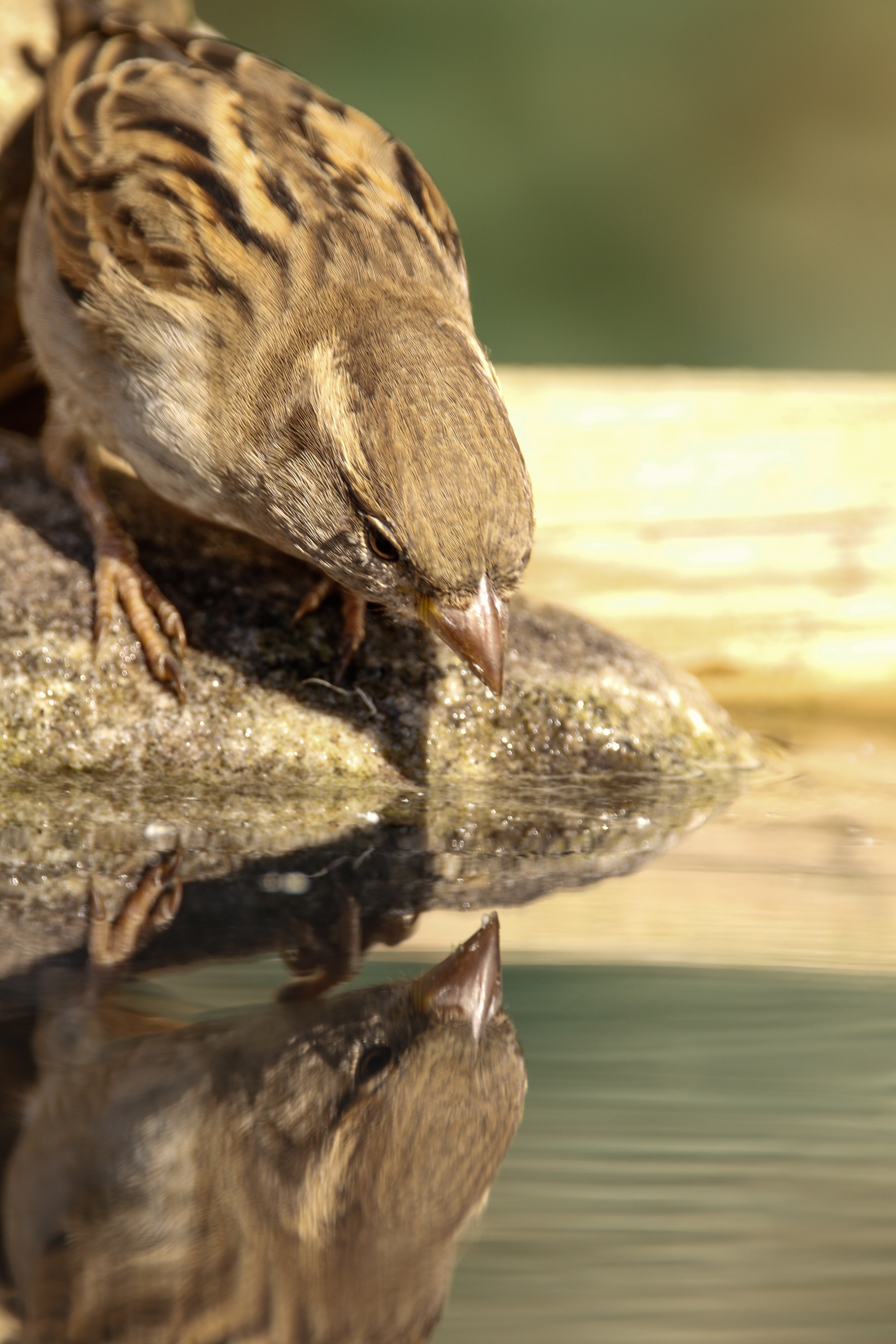 How to Build a Bird Reflection Pool | Nature TTL