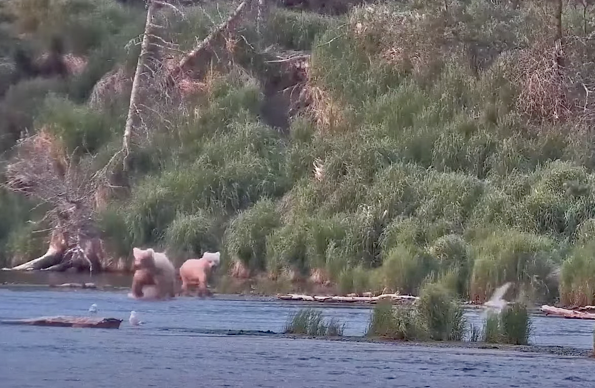 Disqus - Katmai Bear Cam - Brown Bears at Brooks Falls | Explore.org