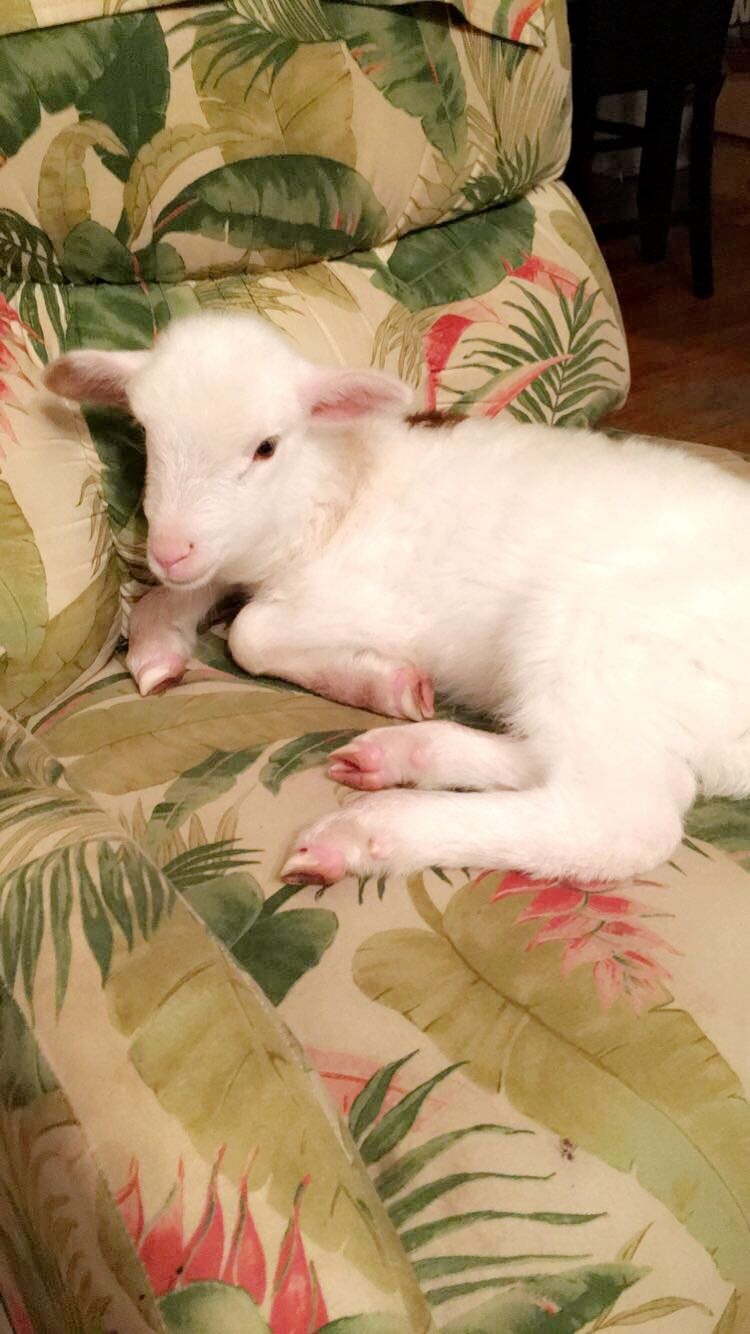 Lambs as Pets: Great Companions or B-A-A-D Idea? - Petful